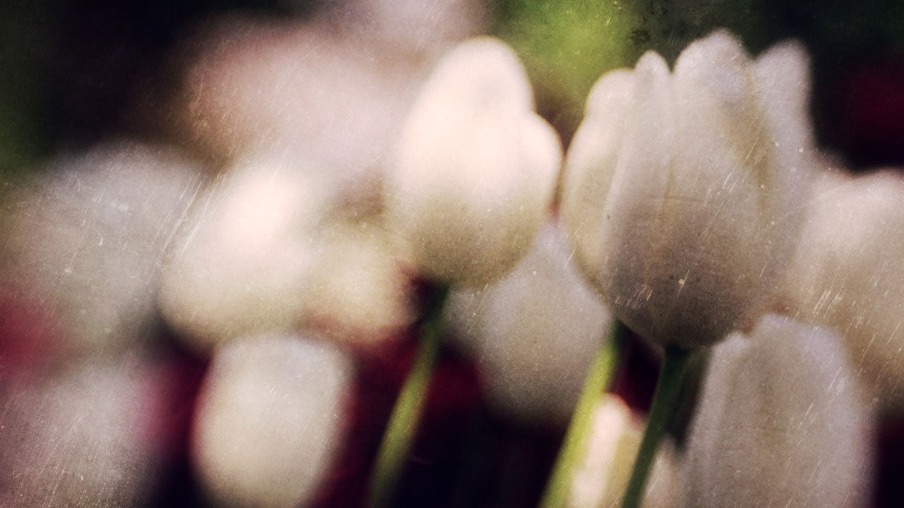 White Tulip Motion | Shift Worship