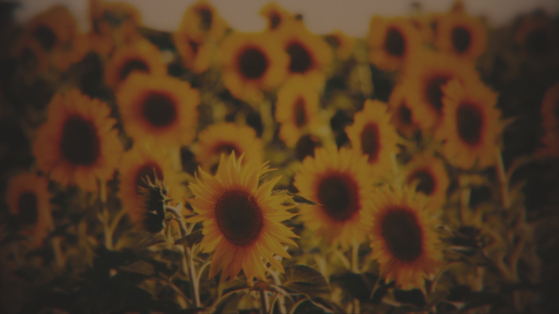Vintage Sunflowers Motion | Shift Worship