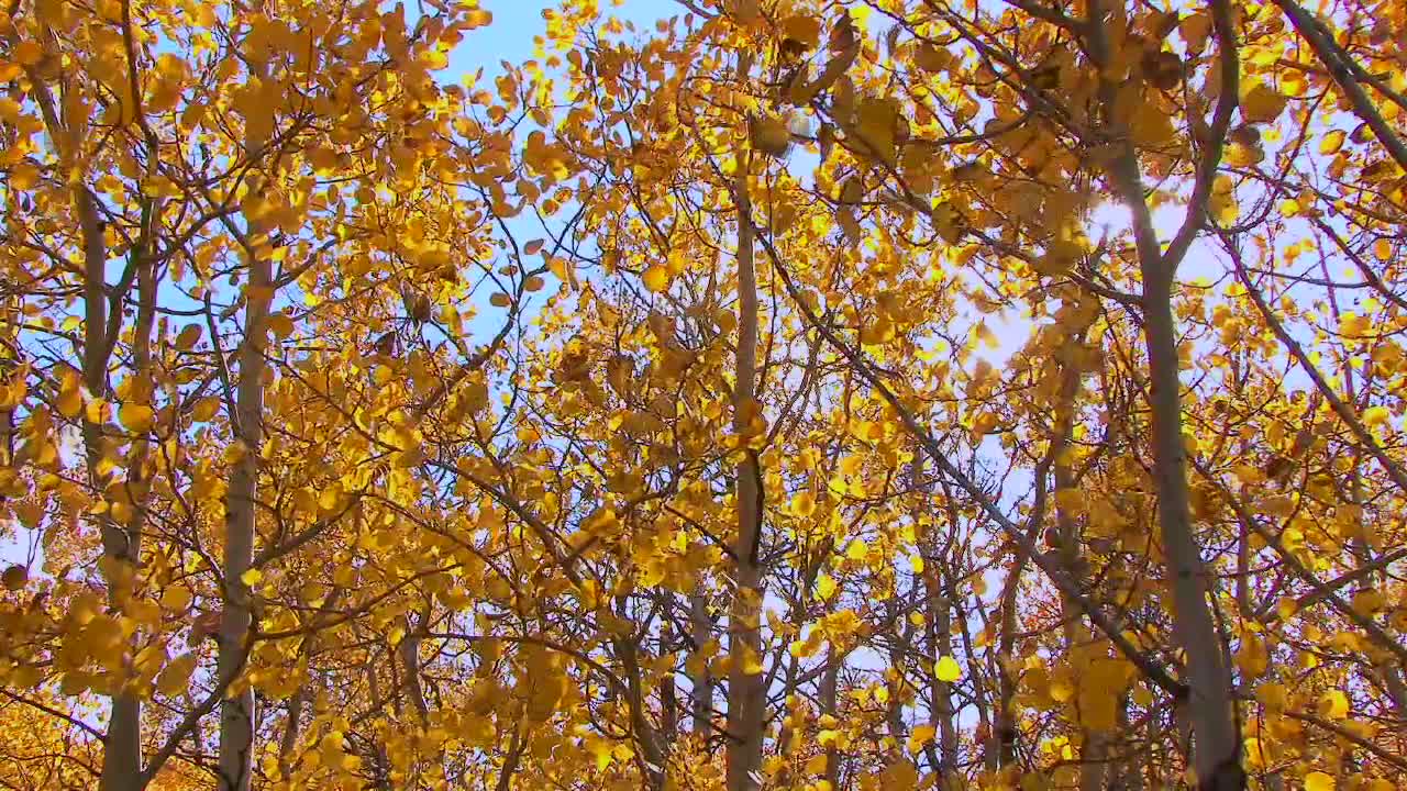 Aspen Flare Motion | Shift Worship