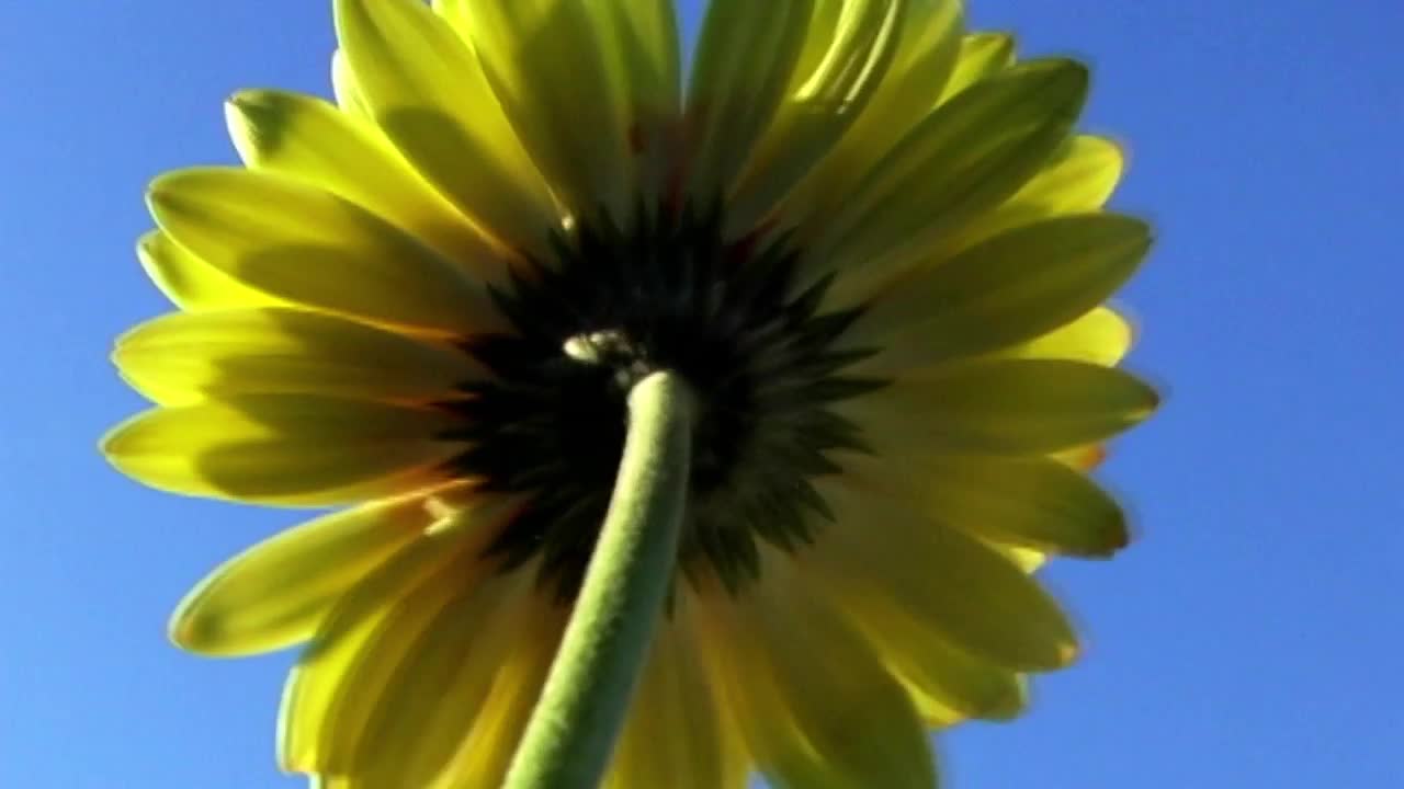 Underneath Flower Motion | Shift Worship