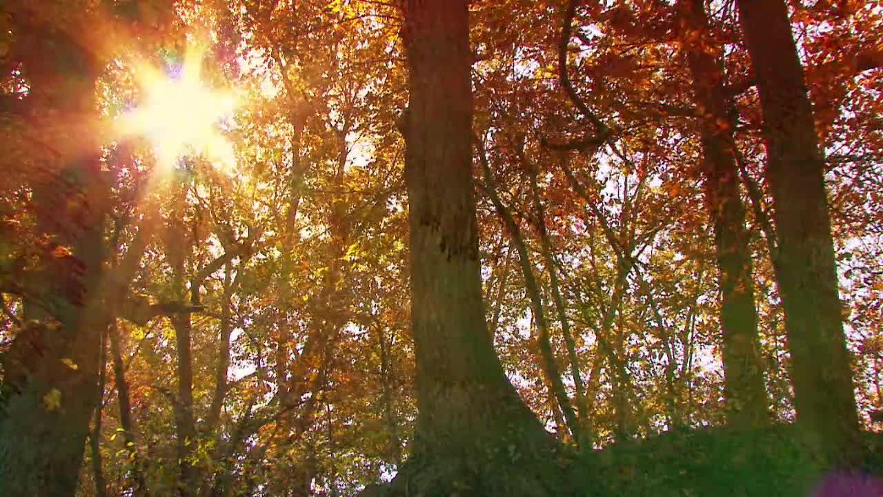 Autumn Sunshine Motion | Shift Worship