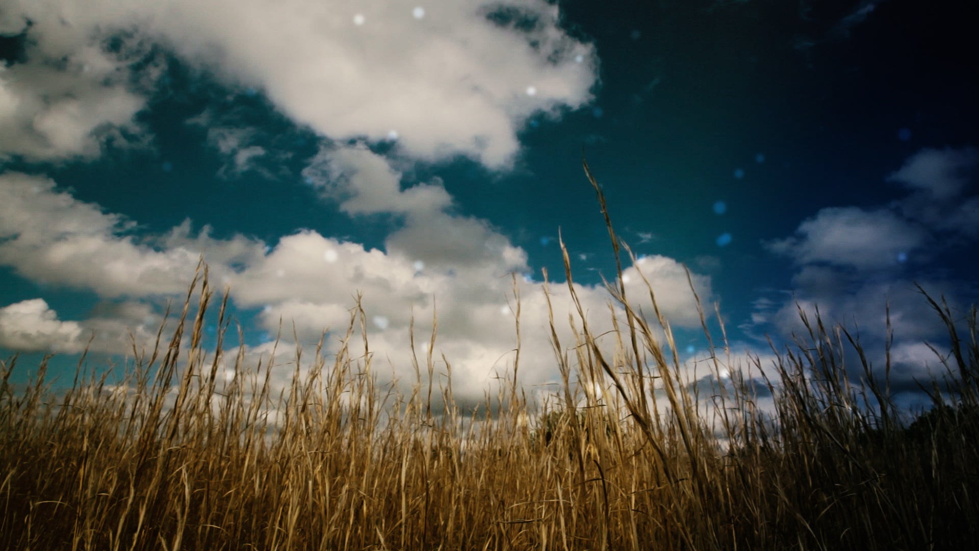 Sun Shade Field Motion | Shift Worship