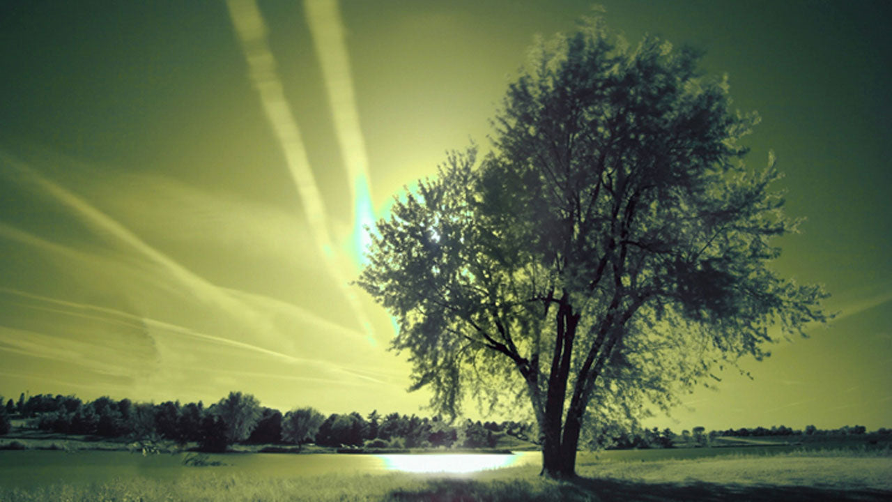 Infrared Tree Still | Shift Worship