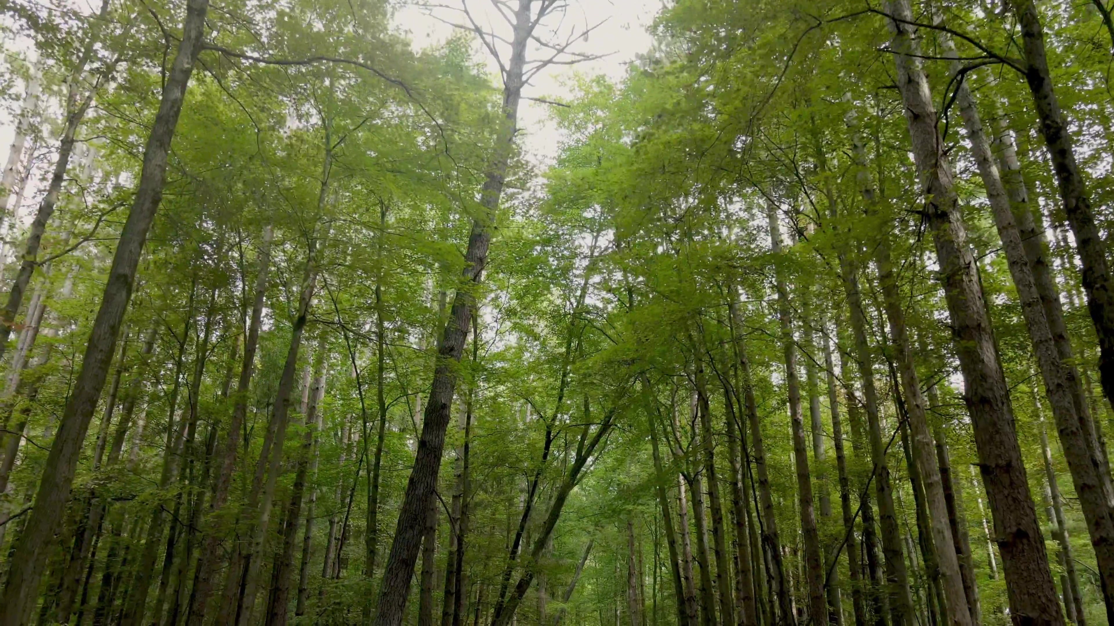 The Forest 9 | Motions | Shift Worship