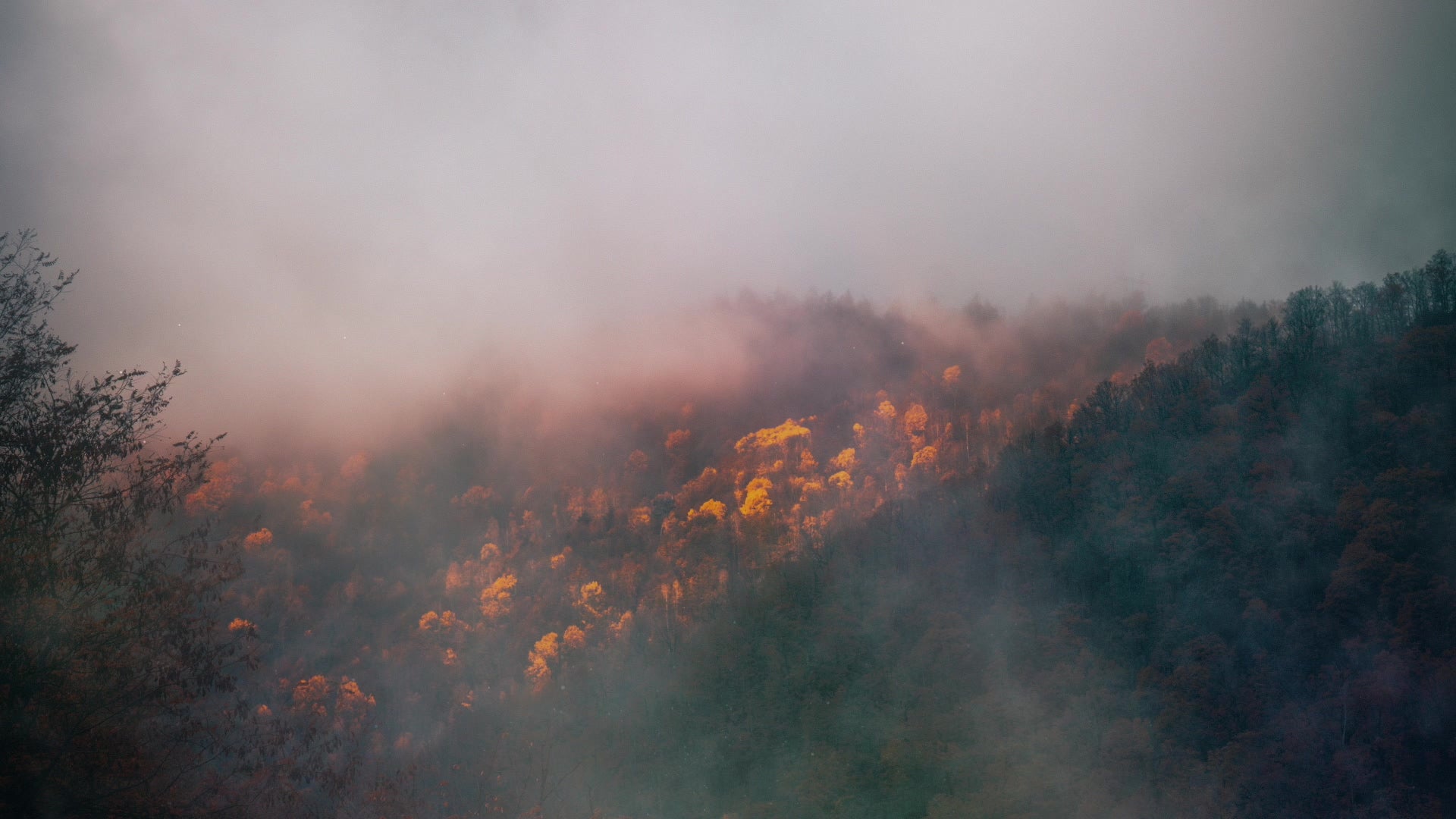 Deep Autumn Forest Motion | Shift Worship