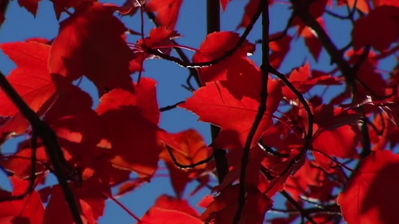 Bright Red Leaves Motion | Shift Worship