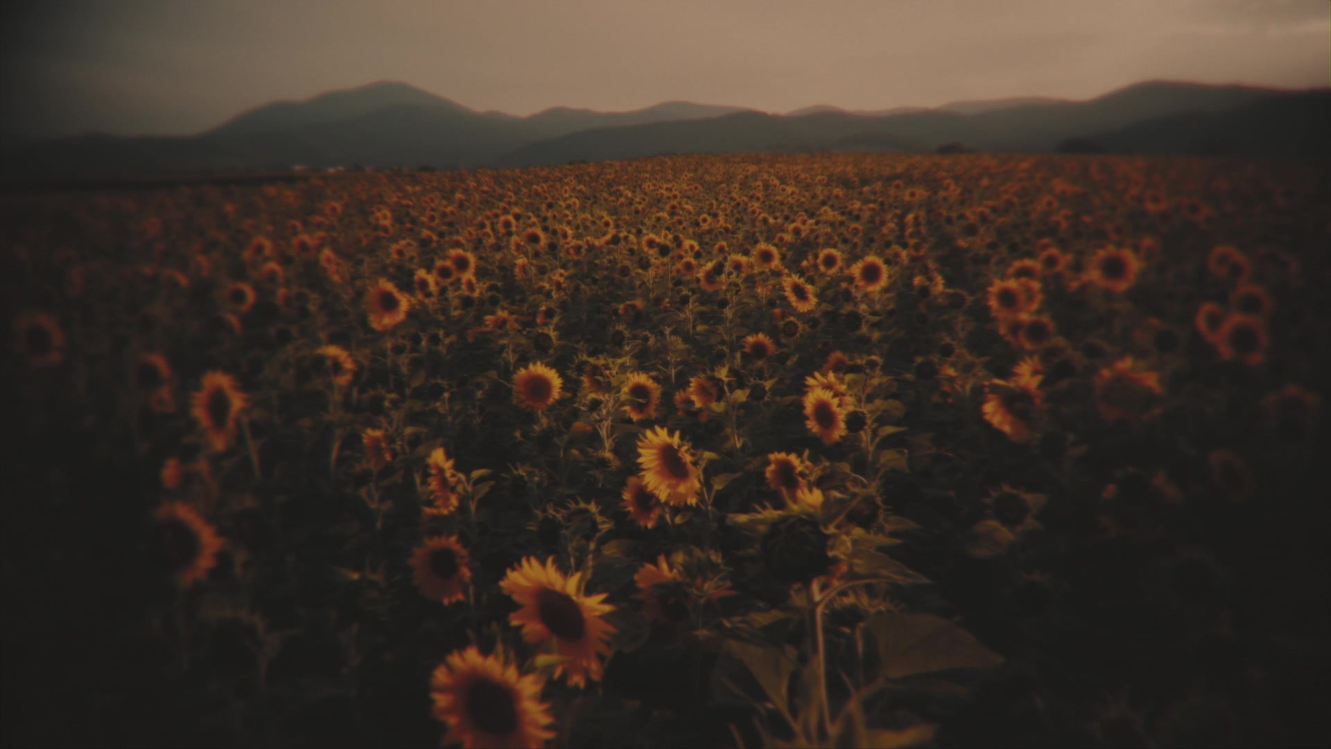 Vintage Sunflower Motion | Shift Worship