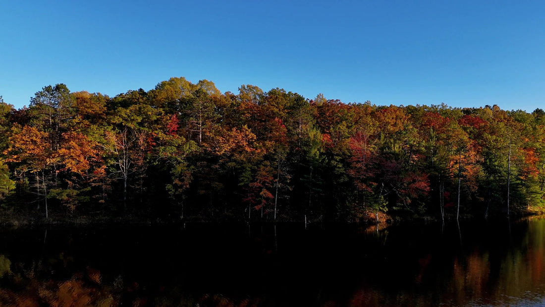 Fall Foliage 06 | Motion | – Shift Worship