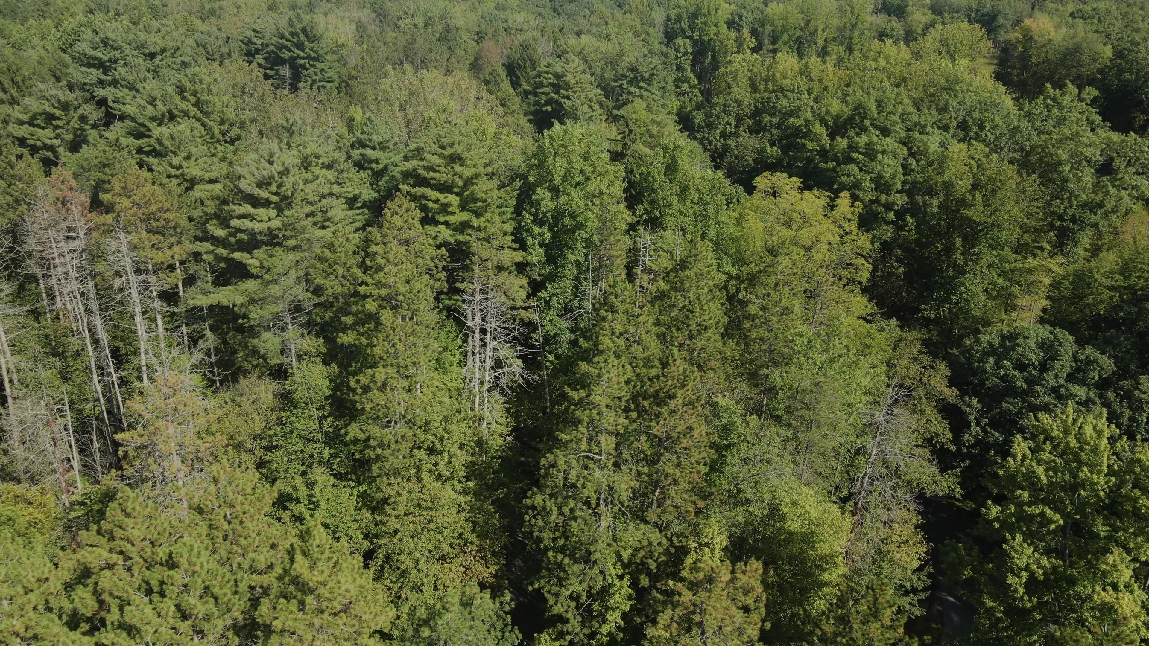 The Forest 11 | Motion | Shift Worship