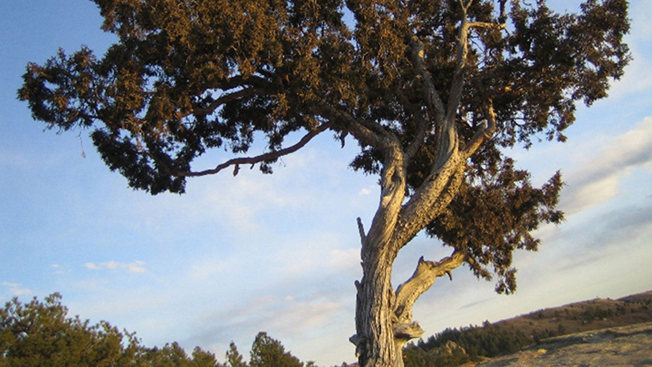 Wisdom Tree Still | Shift Worship