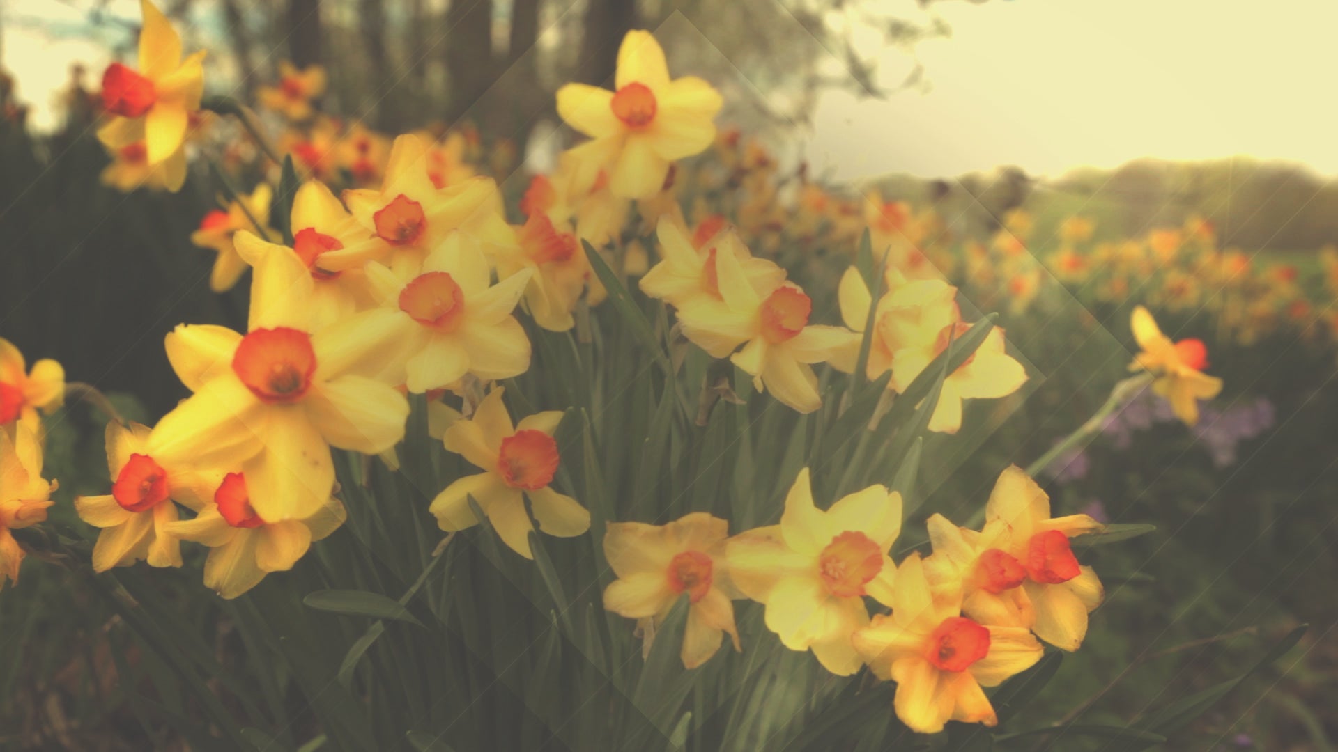 Fresh Flowers Yellow Motion | Shift Worship