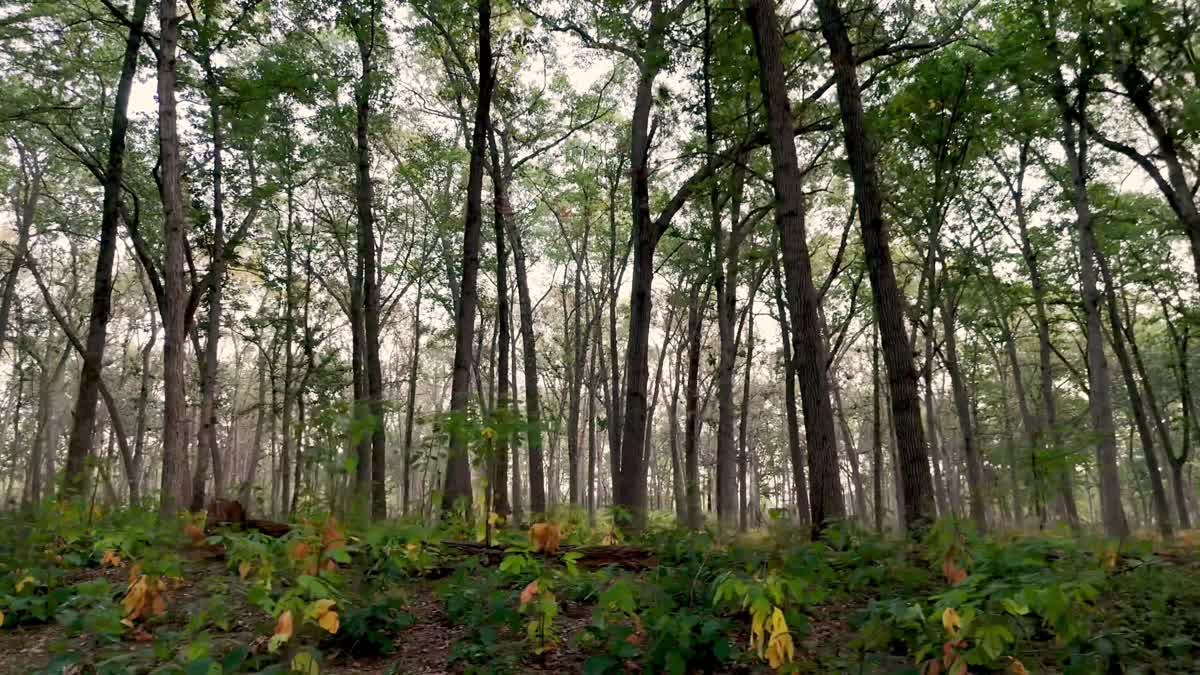 The Forest 7 | Stills | Shift Worship