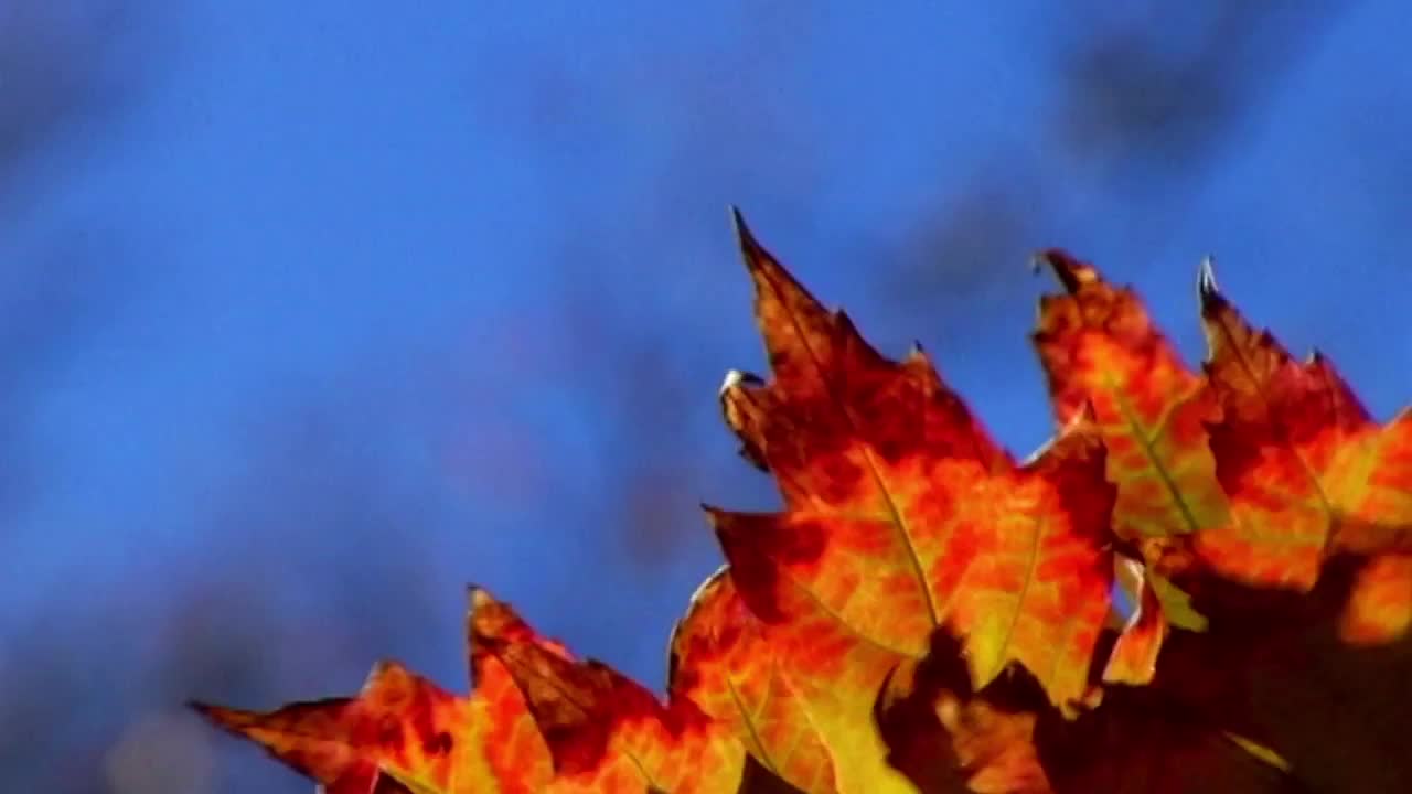 Corner Leaves Motion | Shift Worship