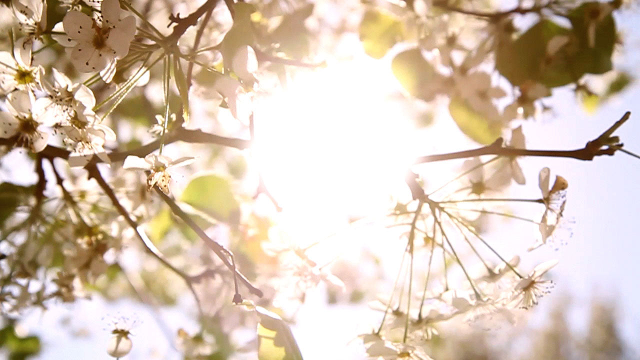 Bloom Tree Still | Shift Worship