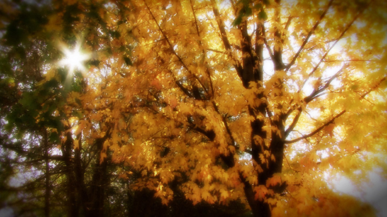 Fall Sunshine Motion | Shift Worship