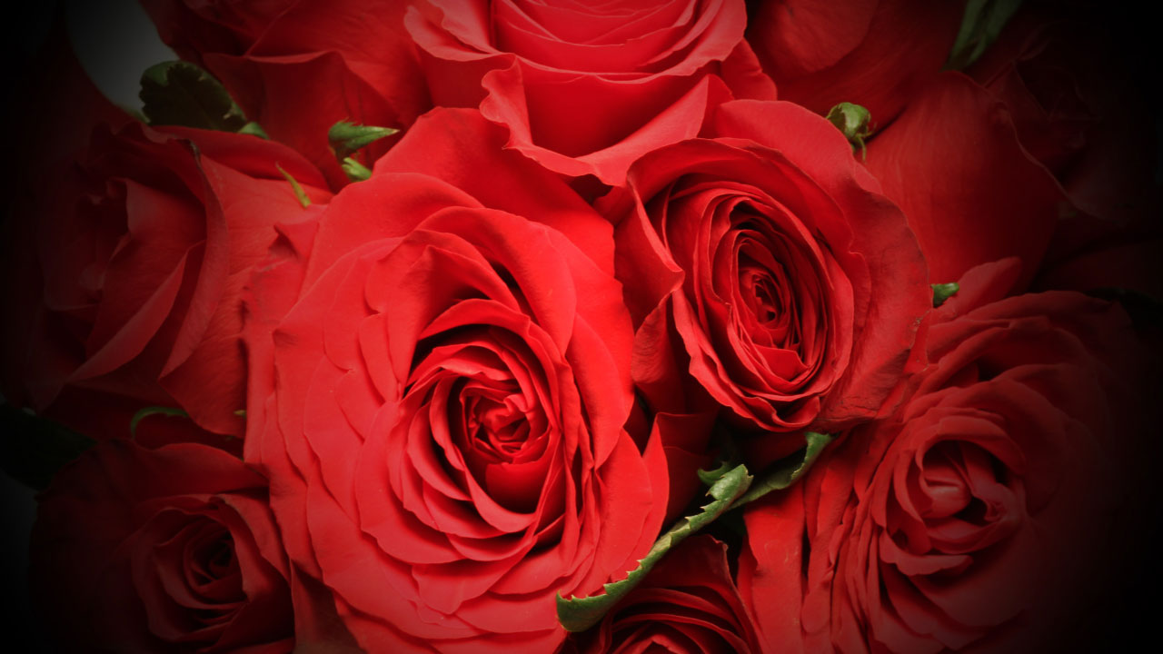 Roses 2 Still | Shift Worship