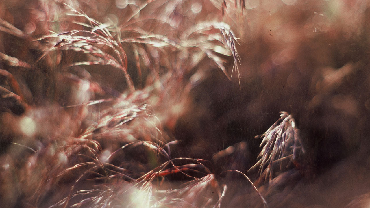 Harvest Texture Still | Shift Worship