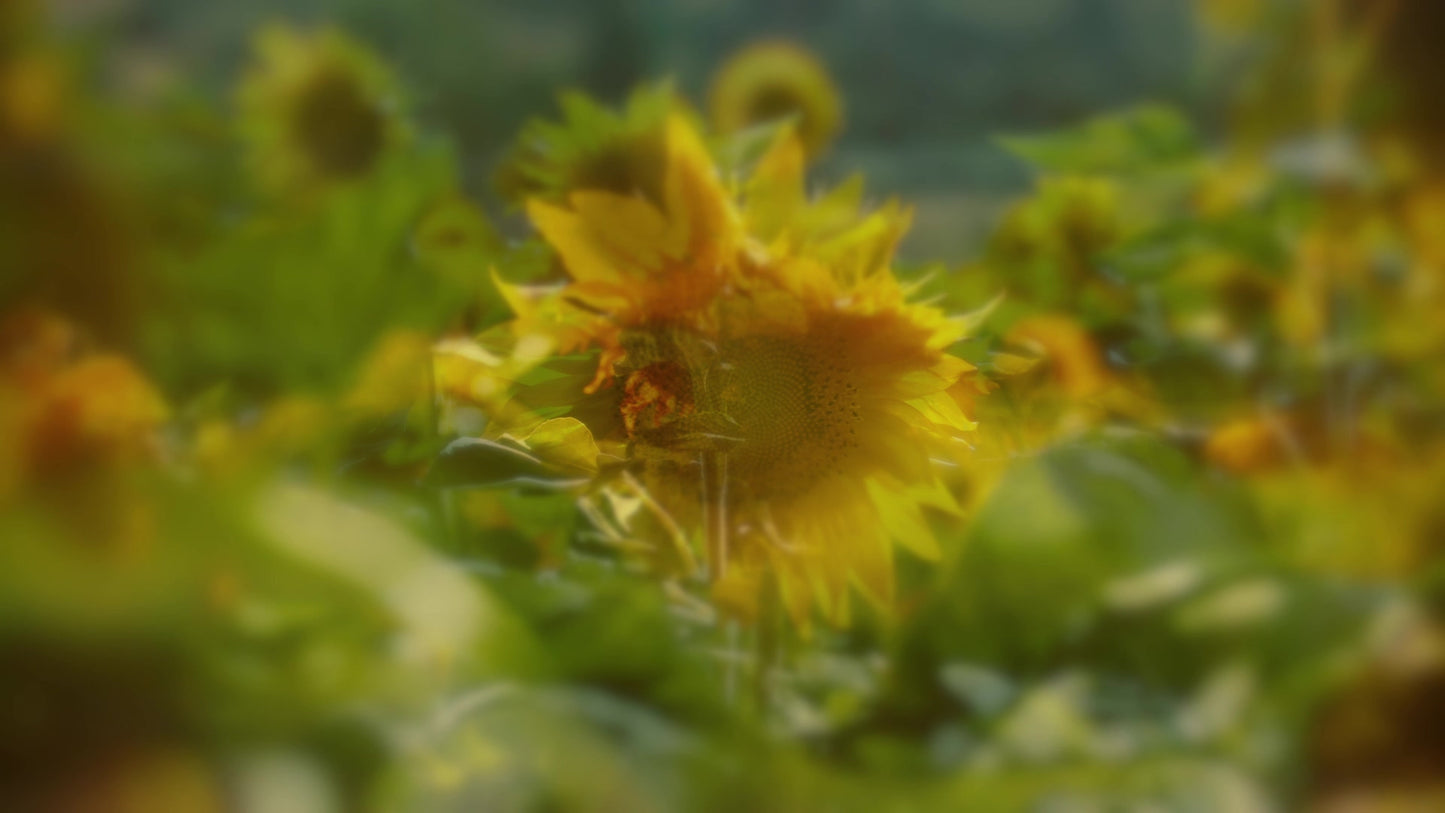 Muted Spring Sunflower Still | Shift Worship