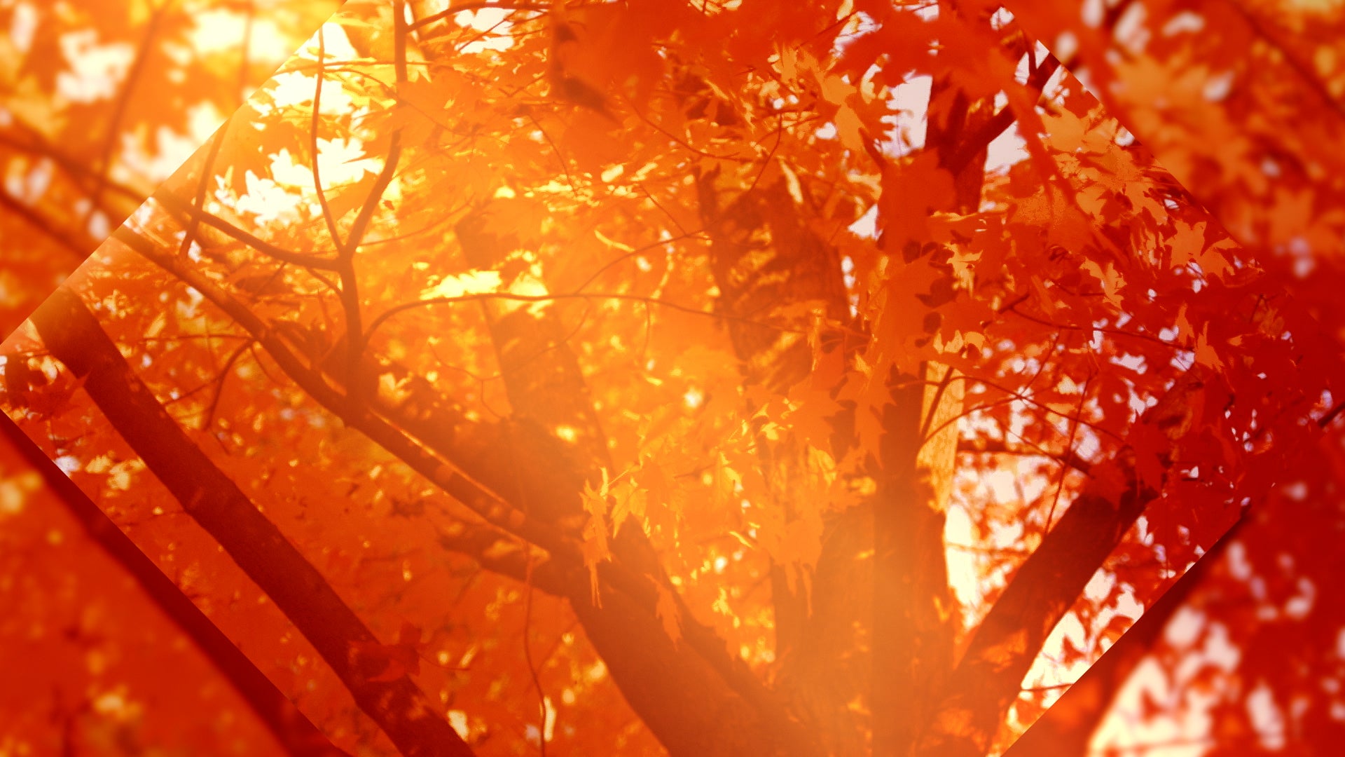 Autumn Oasis Fall Still | Shift Worship