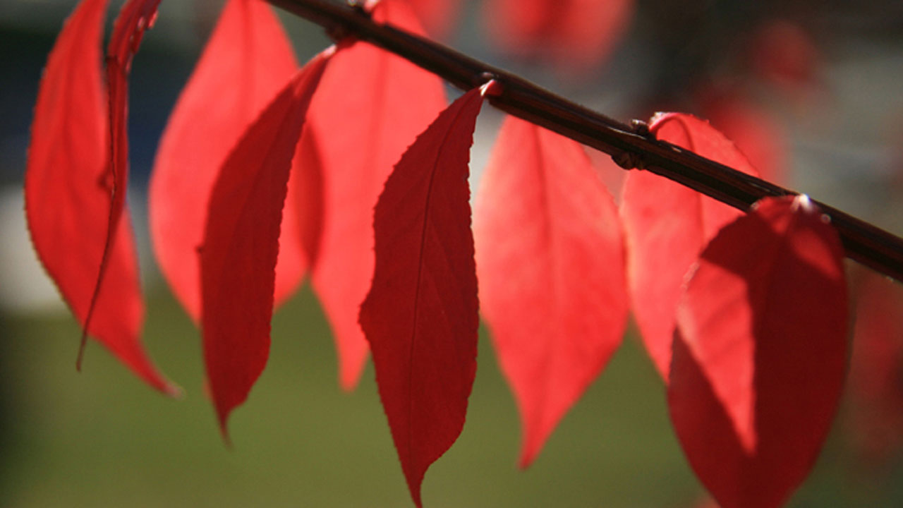 Red Leaves Still | Shift Worship