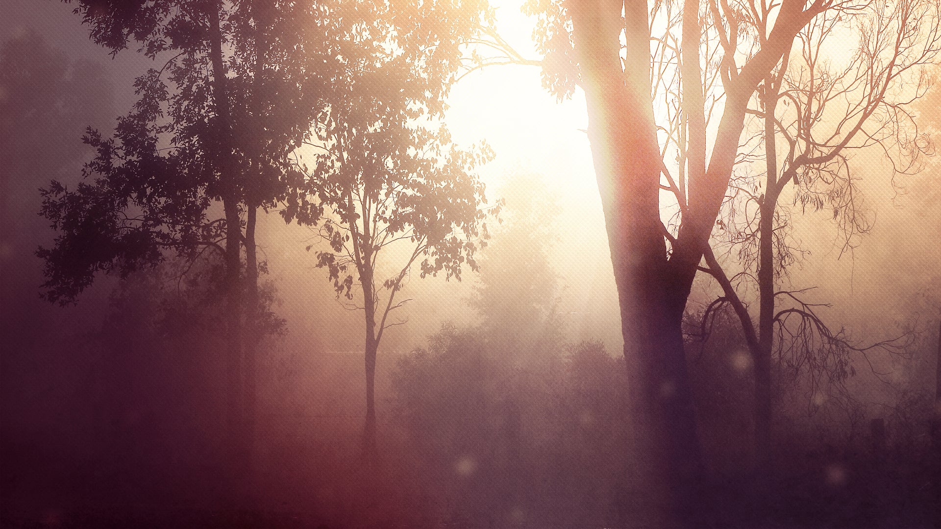 One Hope Trees Motion | Shift Worship