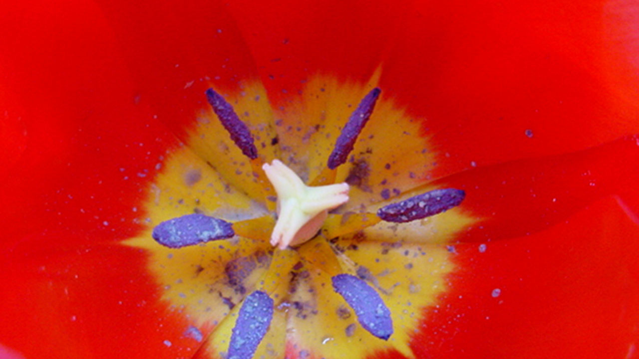 Wow Flower Still | Shift Worship