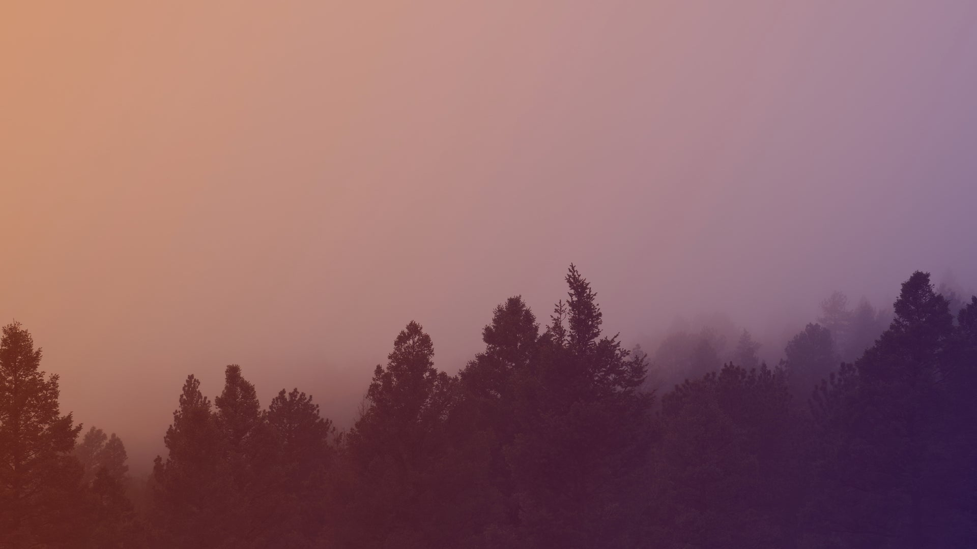 Misty Forest Sunset Motion | Shift Worship