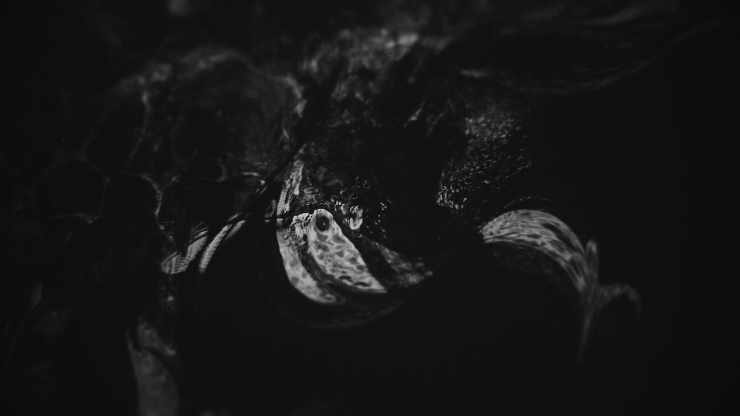 Dark Distortion 3 Motion | Shift Worship